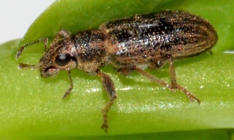 Biological 'lure and kill' system for bean weevils shows promise