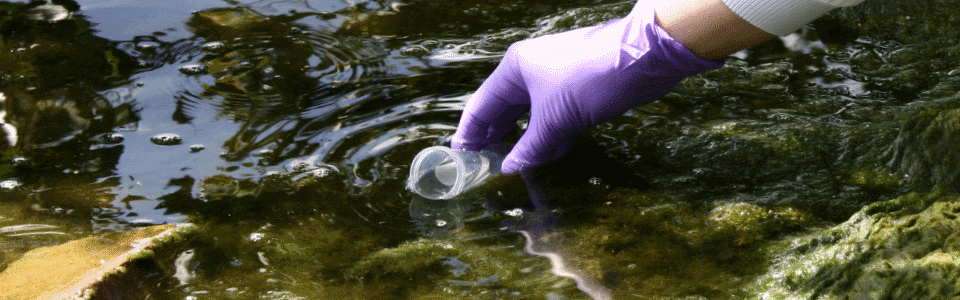 Algae - the future of sustainable food and feed production?