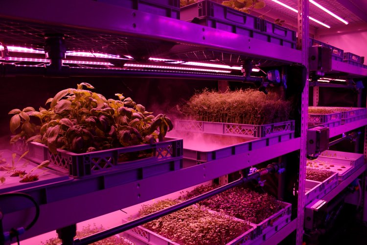 LettUs Grow digs for victory with aeroponic farm modules - Agri-TechE
