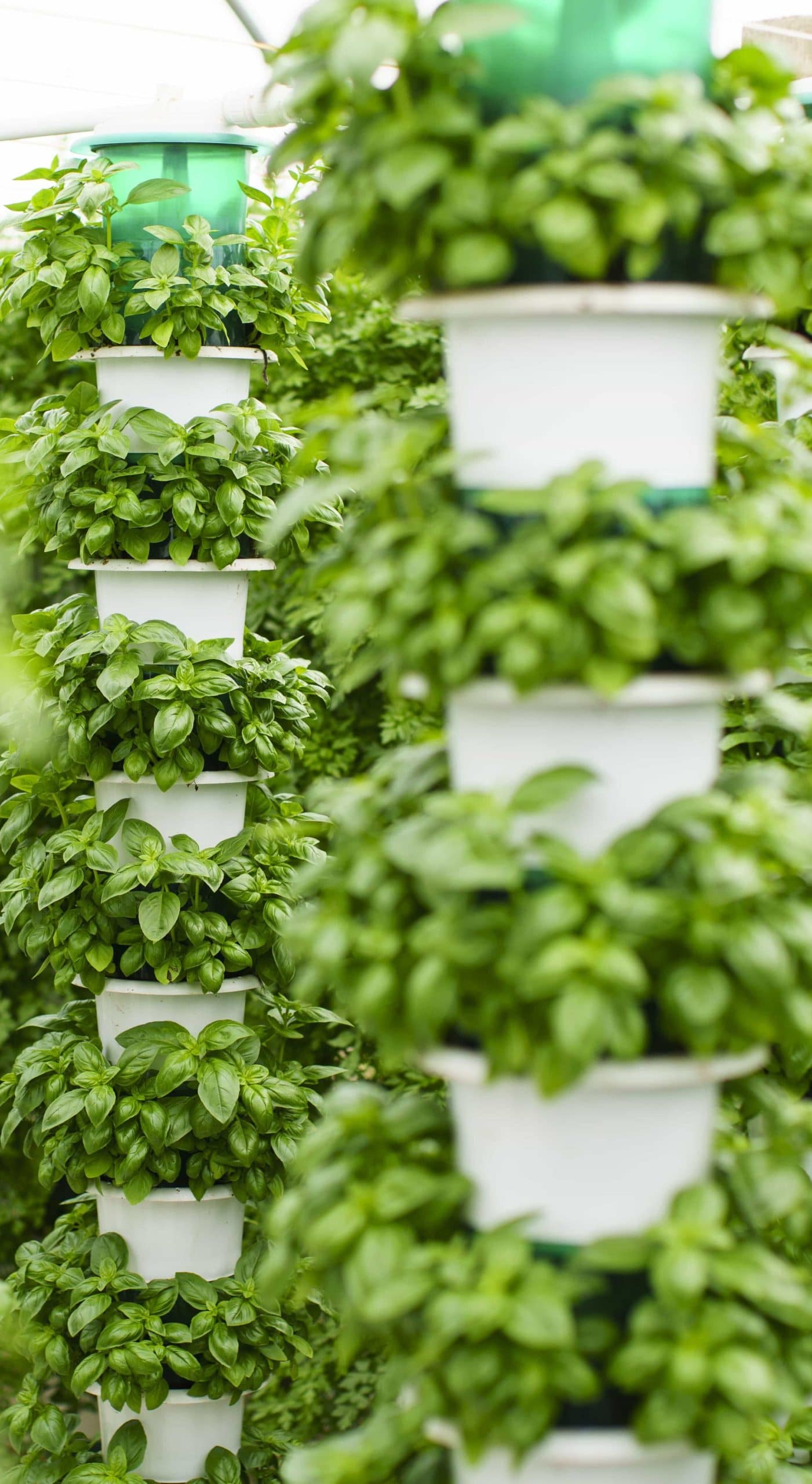 Hydroponics for baby leaf - an Agri-Tech Week Event - Agri-TechE