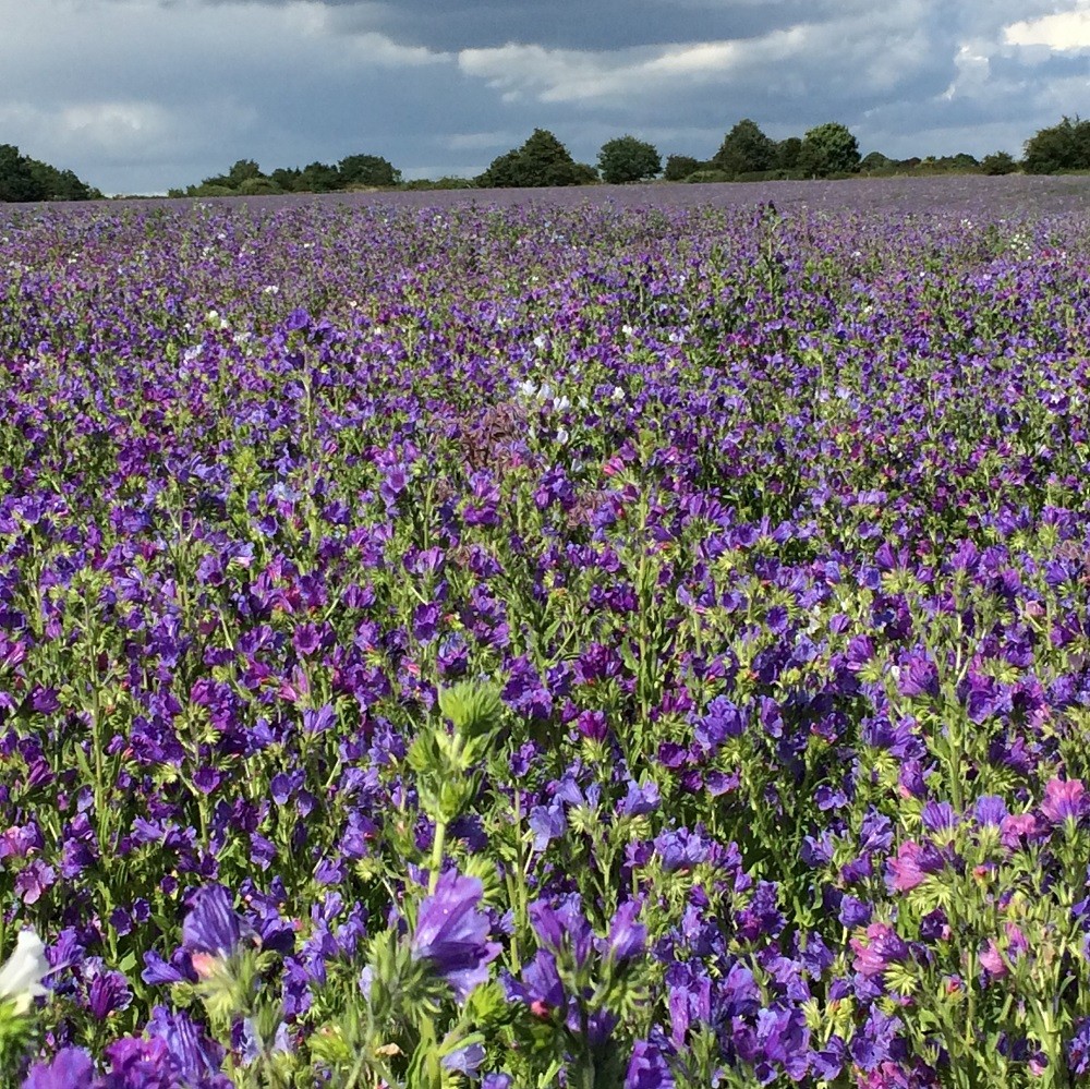 Extracting value from niche crops