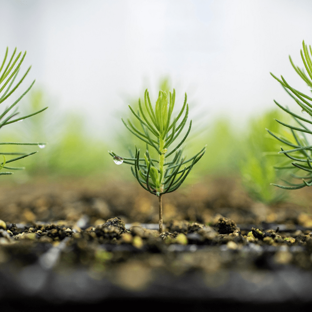 Tree Seeds Primed for Growth