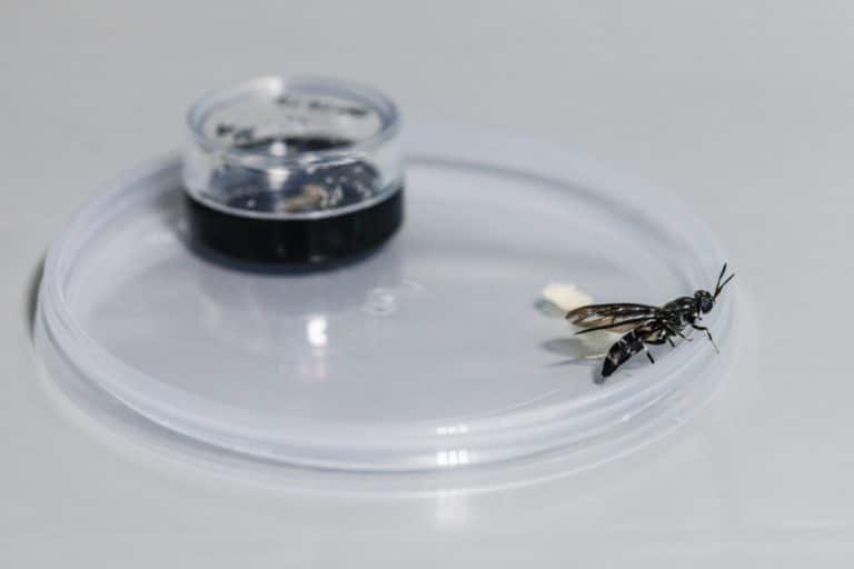 Beta Bugs improves insect-based protein production through rapid breeding