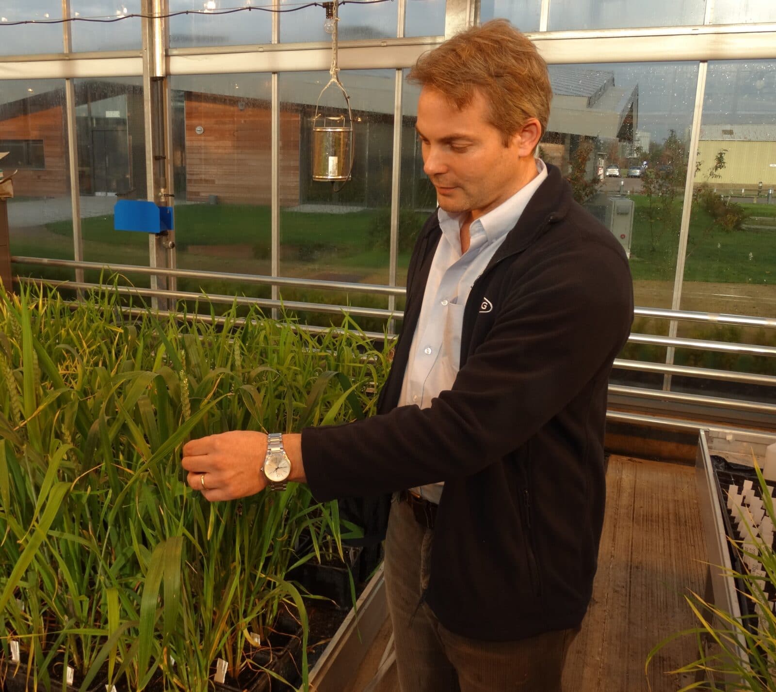 Genomes for 15 globally important wheat varieties sequenced