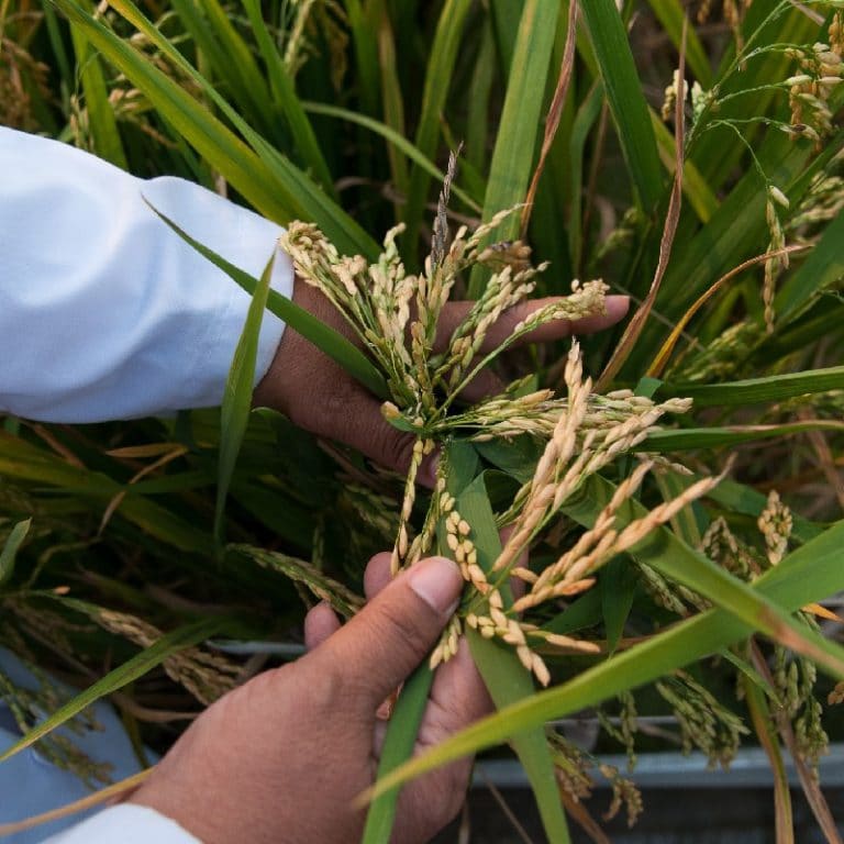 'New' rice varieties offer potential for greater crop resilience - Agri ...