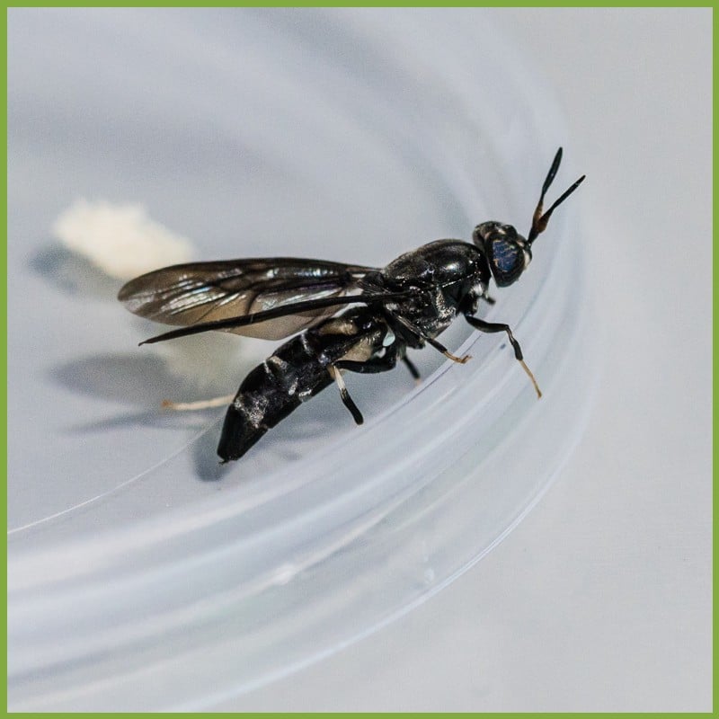 Beta Bugs improves insect-based protein production through rapid ...