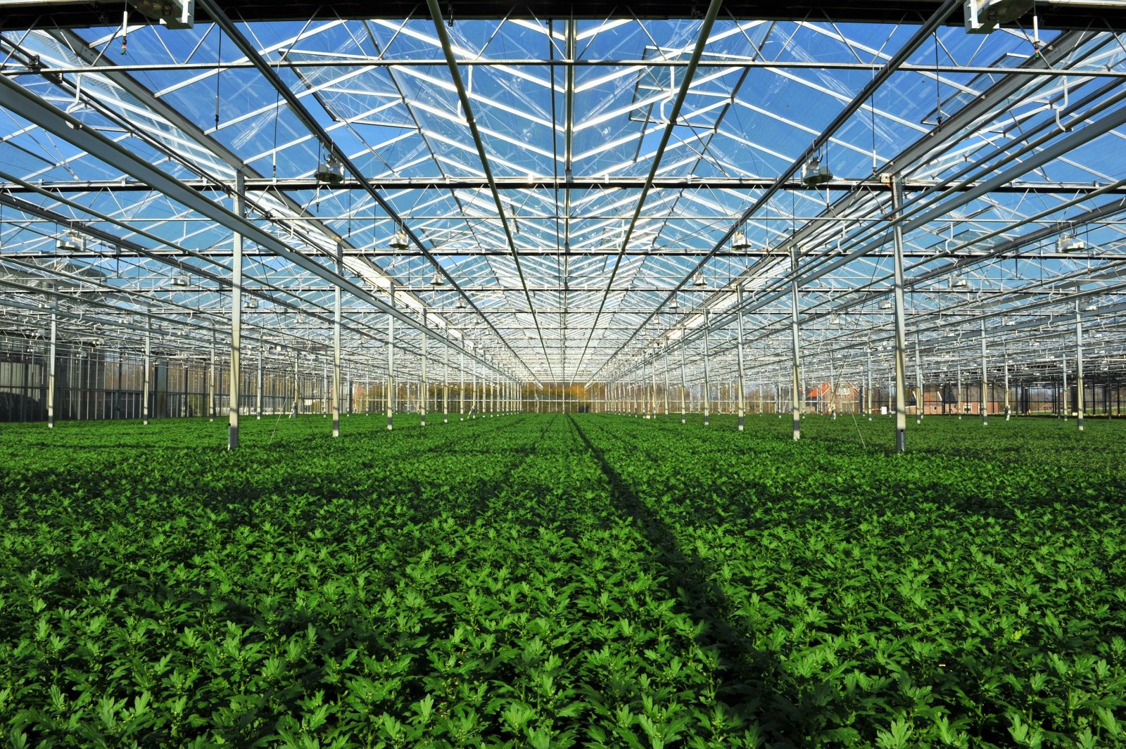 Controlled Environment Agriculture - from glasshouse to vertical farm ...