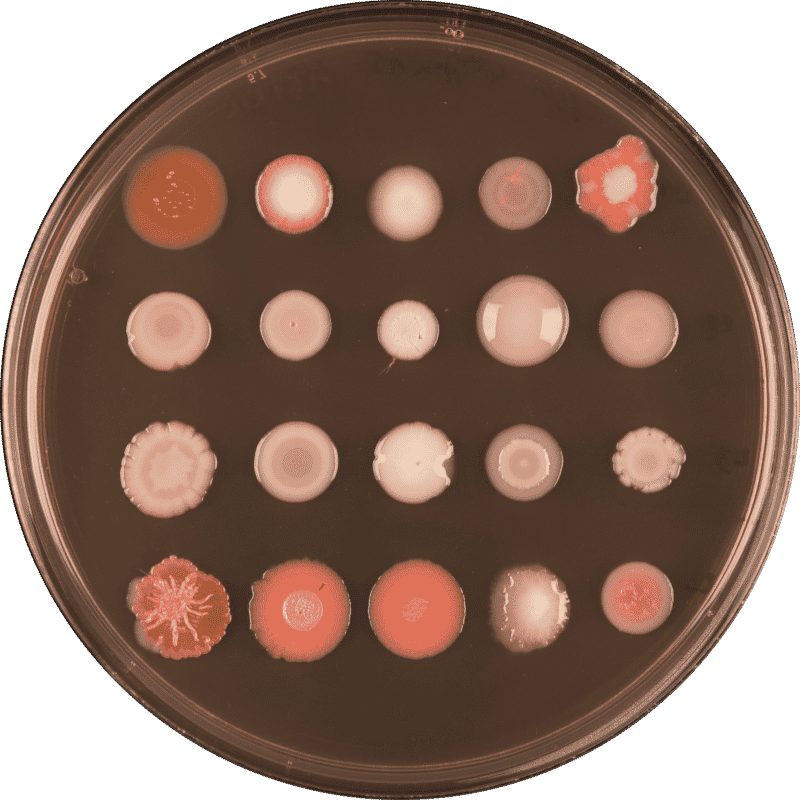 PfBio offers biocontrol on prescription