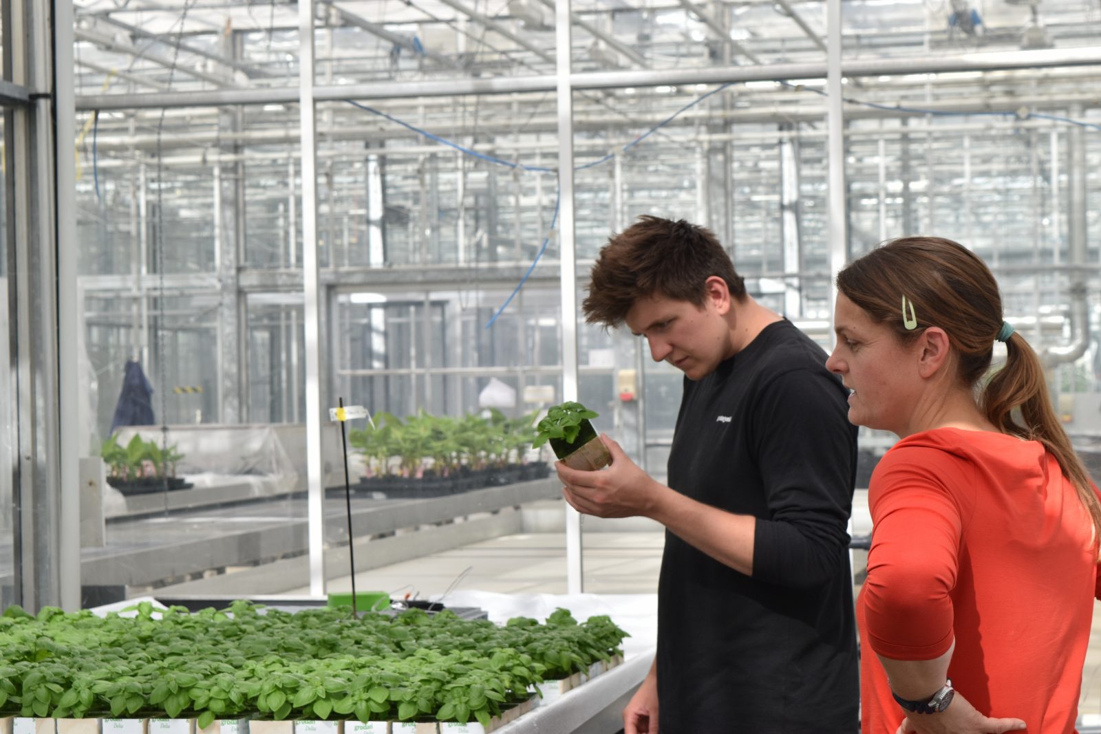 Demystifying aeroponic production – LettUs Grow research collaboration ...