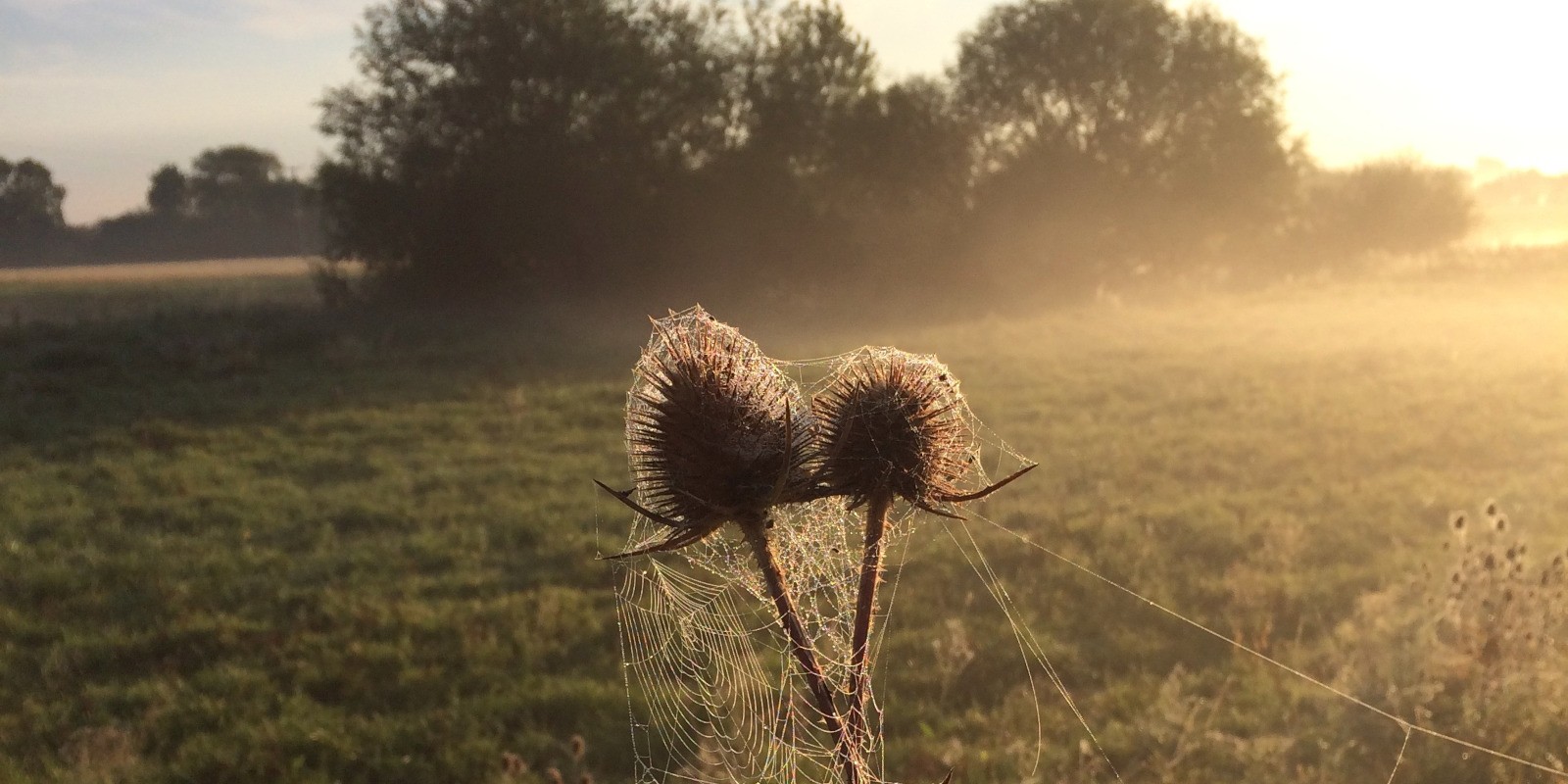 Government confirms commitment to ELMs at Oxford Farming Conference ...