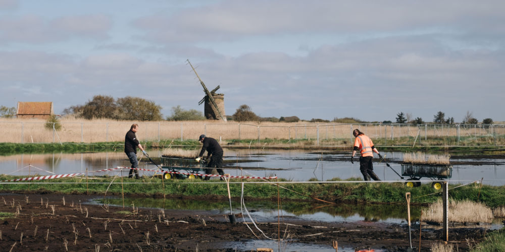 Opportunity for fen and broadland farmers to diversify with paludiculture