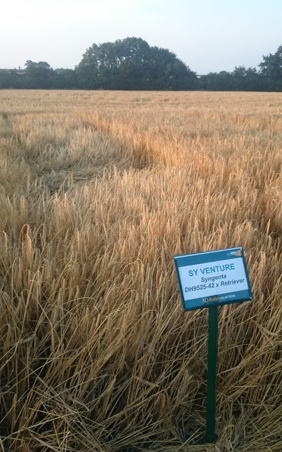 On-farm research blog: investigating cereal trials