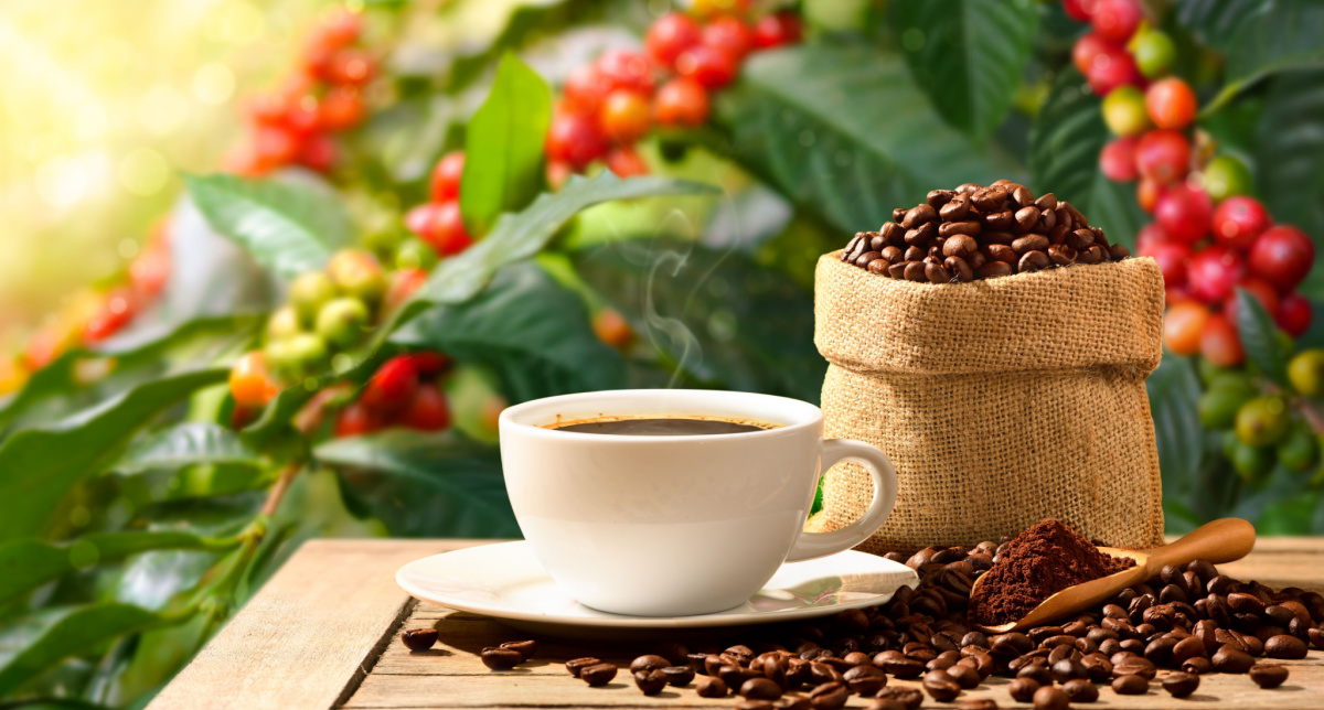 The Science of Decaffeinated Coffee: J A Kemp - Agri-TechE