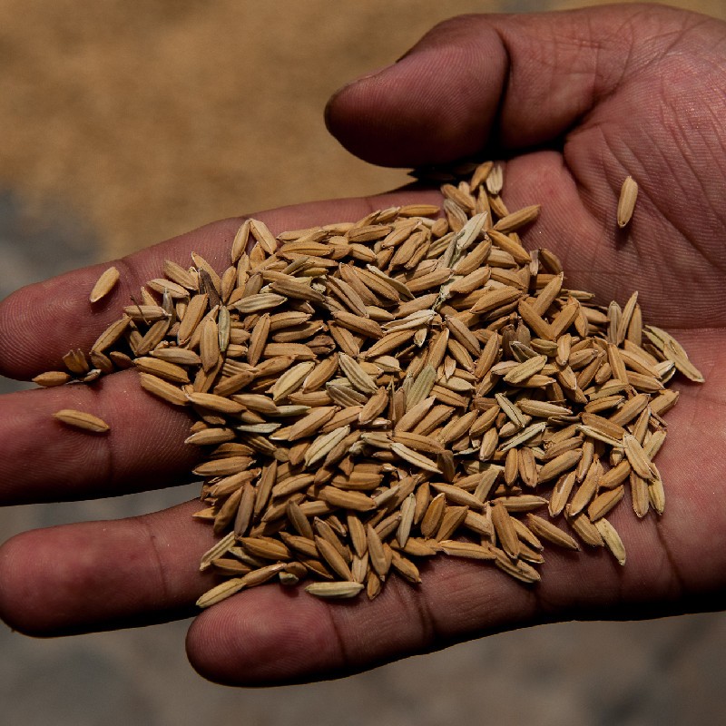 ‘New’ rice varieties offer potential for greater crop resilience