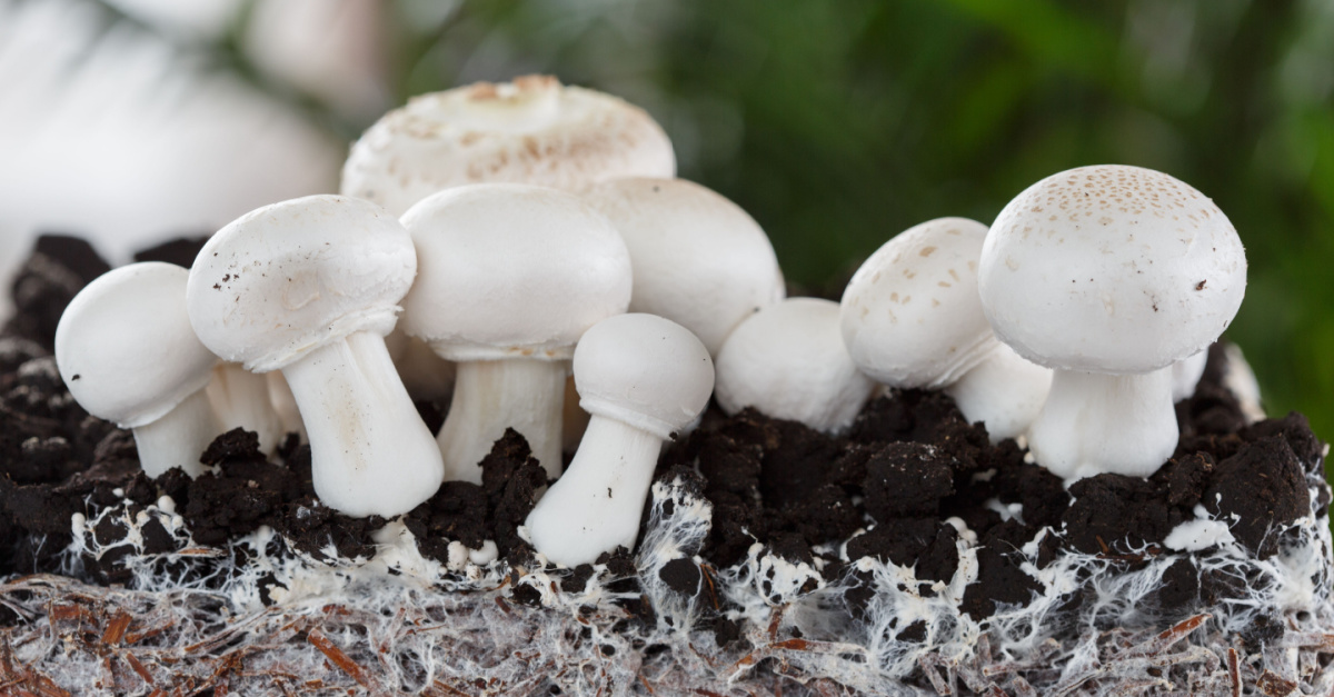 J A Kemp: Are Fungi the Future of Building Materials?