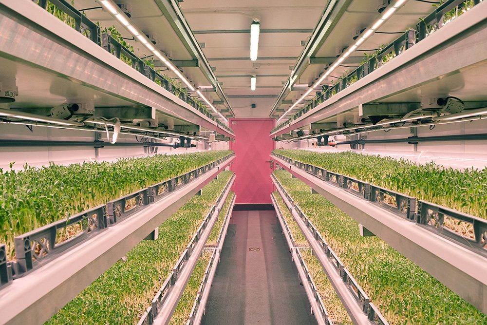 Veganuary: can vertical farming help to provide alternative protein?