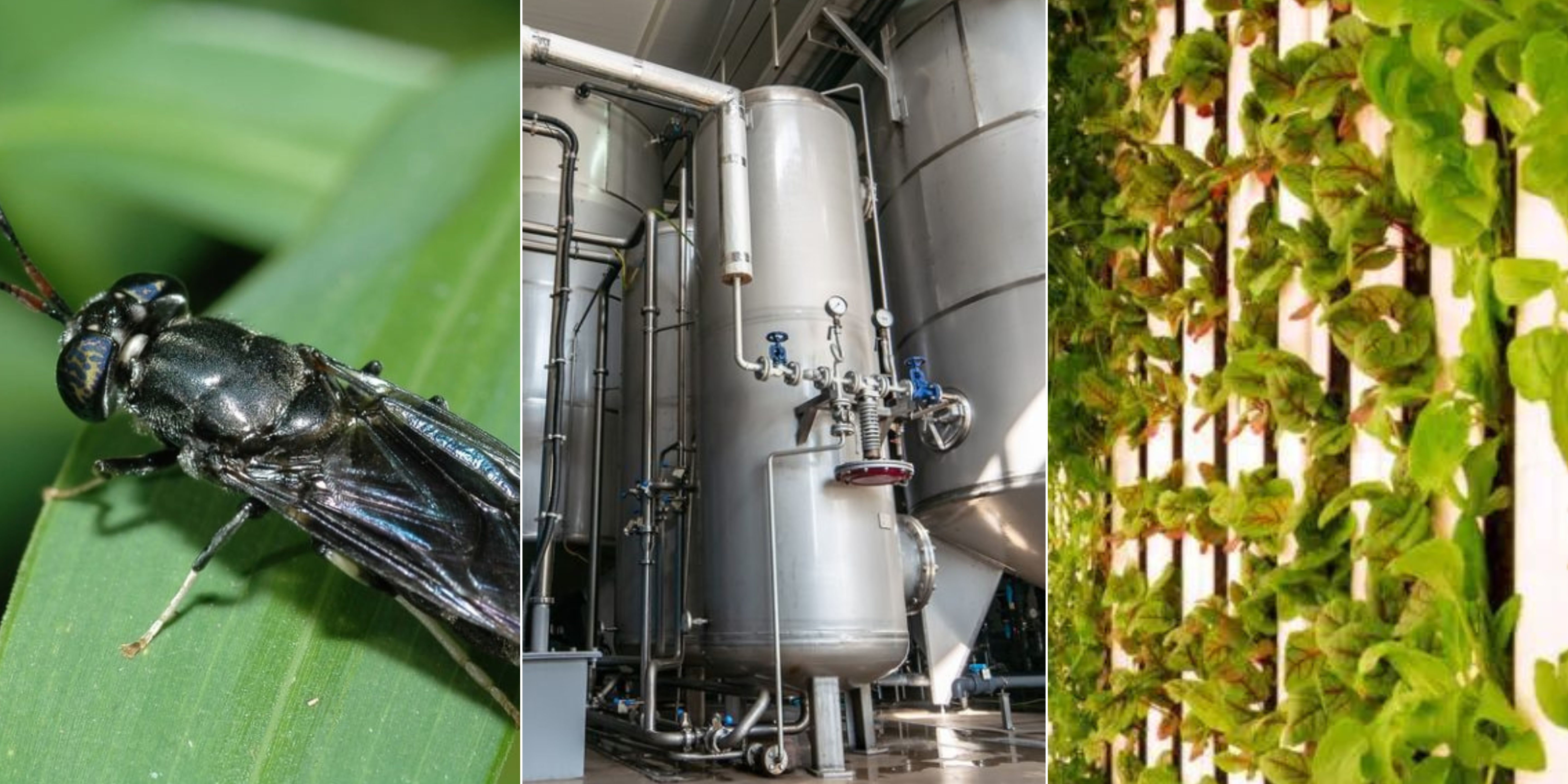 Future Farms: Vertical Growing, Insect Cultivation & DIY Biologicals
